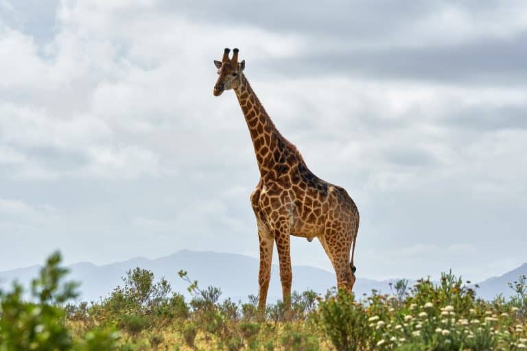 13 Jaw-Dropping Animals With Stunning Patterns You’ll Fall In Love With ...