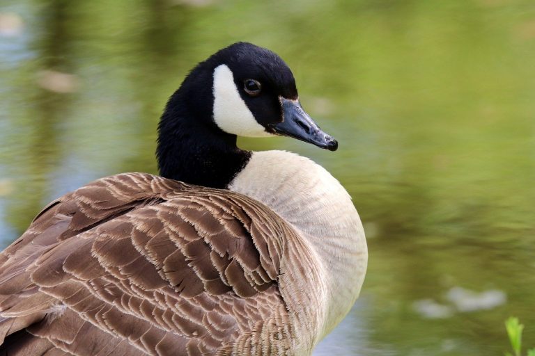 13 Heroic Animals That Saved Human Lives In Unbelievable Ways ...