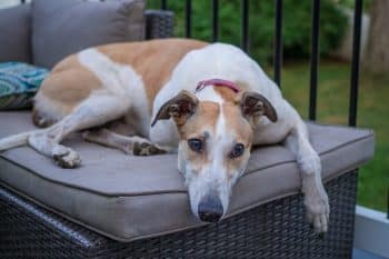 15 Ultimate Lazy Dog Breeds For Owners Who Just Want To Relax ...