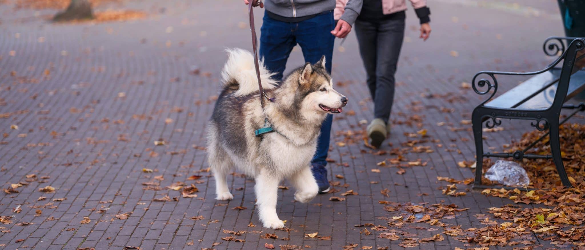 25 Large Dog Breeds That Will Be Your Gentle Protector - iHeartDogs.com