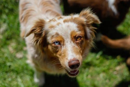 15 Family-Friendly Dog Breeds That Bond With Everyone They Meet ...