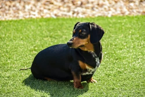 15 Family-Friendly Dog Breeds That Bond With Everyone They Meet ...