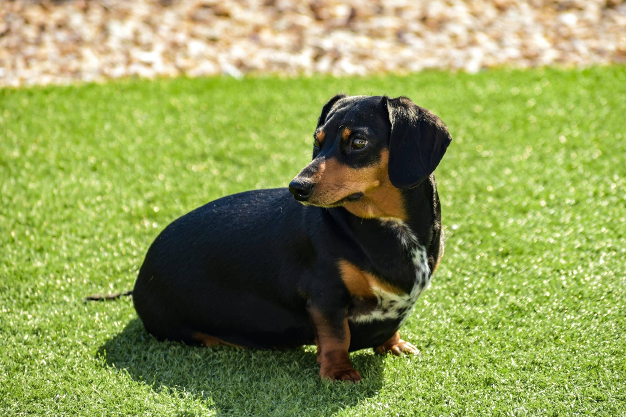 15 Family-Friendly Dog Breeds That Bond With Everyone They Meet