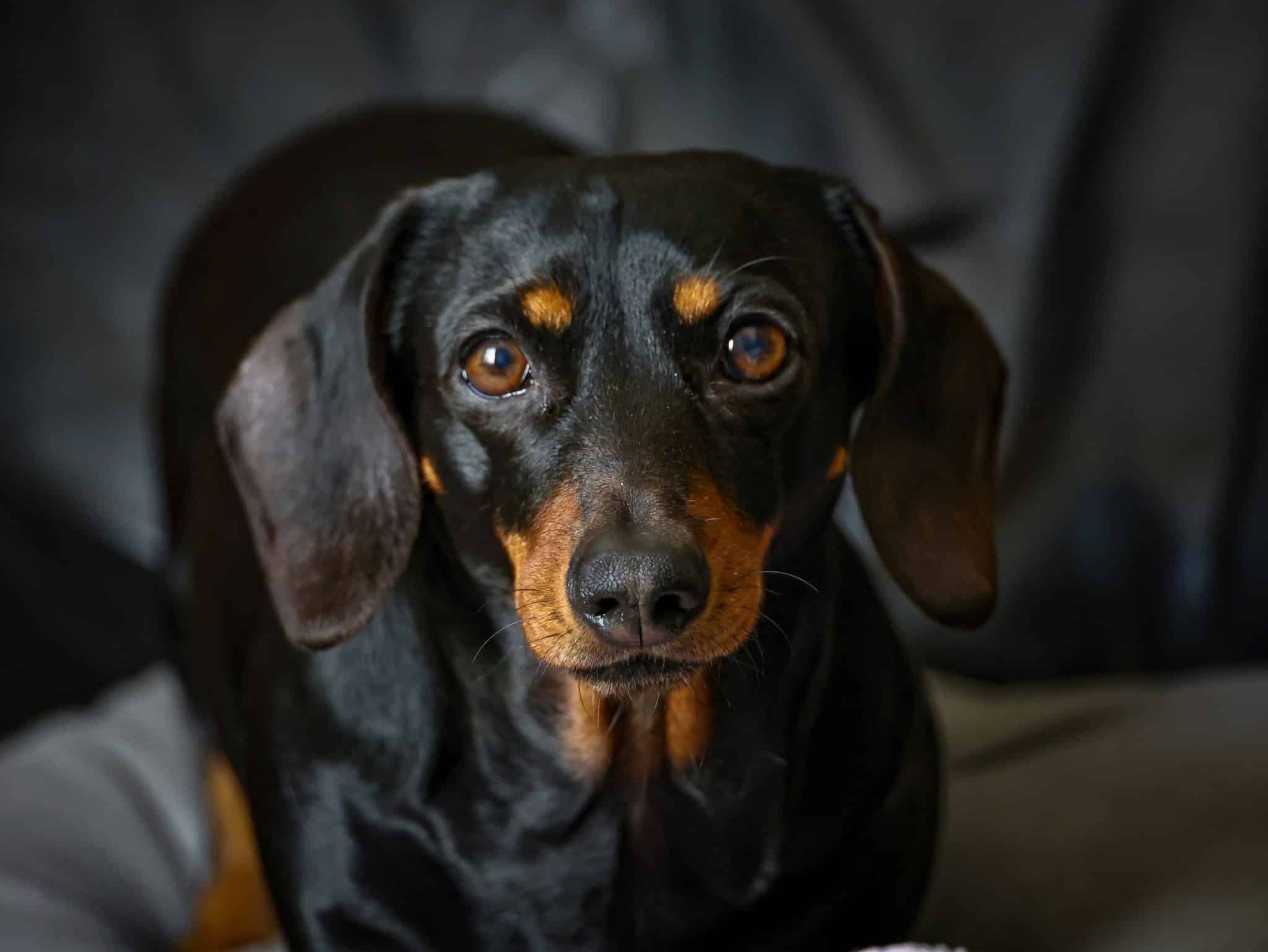 12 Dog Breeds That Love Their Humans More Than Life Itself - iHeartDogs.com