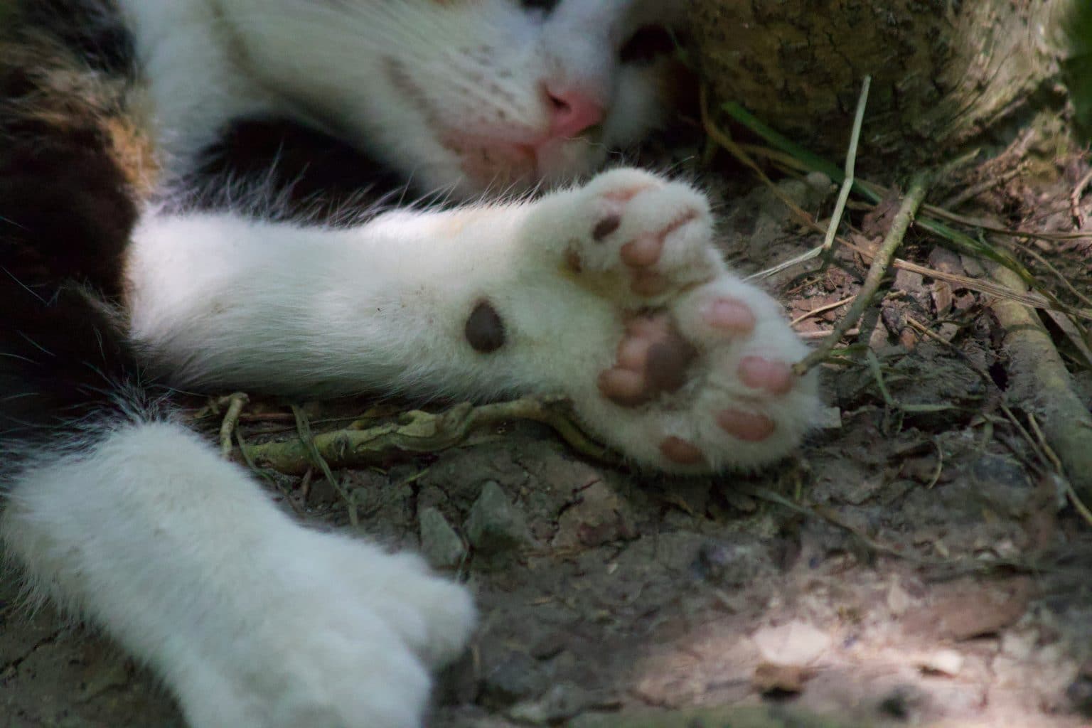 13 Shocking Animal Mutations You Won’t Believe Are Real - iHeartDogs.com