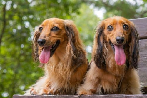 The 12 Sweetest Dog Breeds That Will Steal Your Heart - iHeartDogs.com