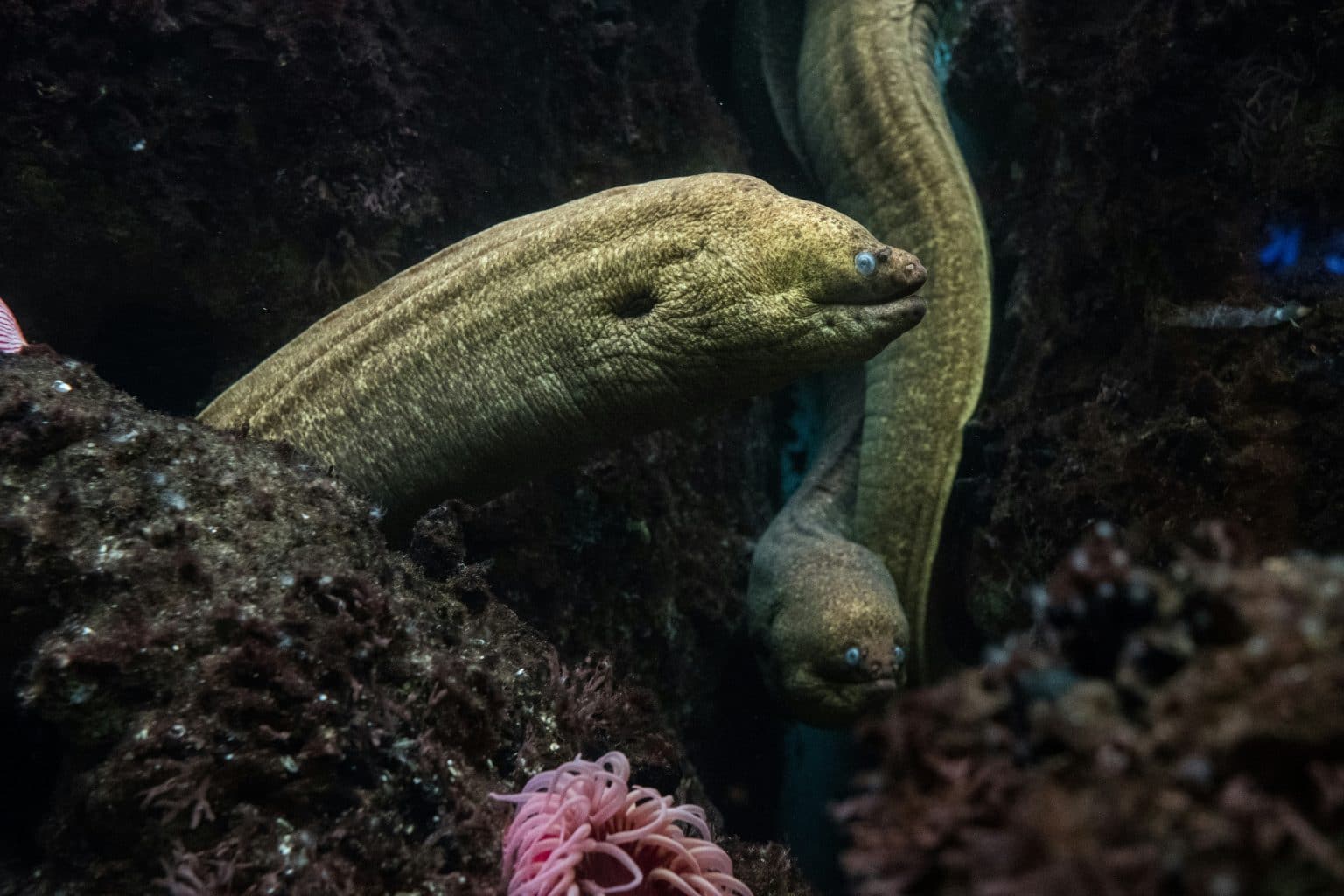 11 Ingenious Animals That Prove Nature’s Creativity Knows No Limits ...