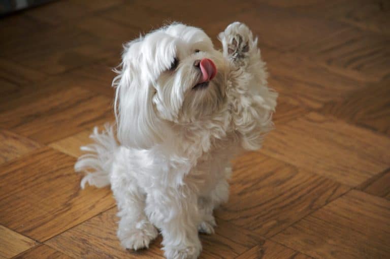 13 Adorable Dog Breeds That Stay Small Forever - iHeartDogs.com