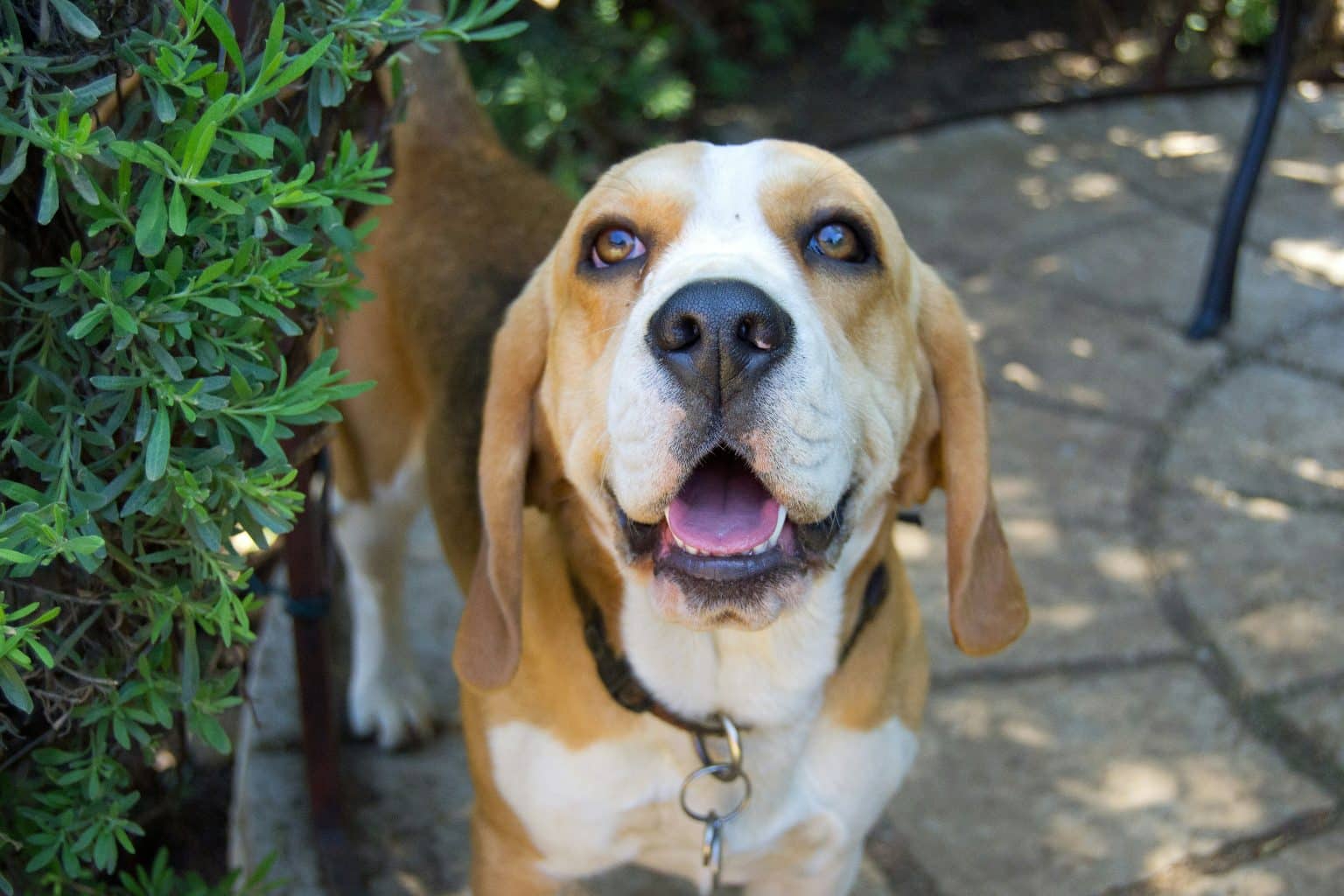 The 12 Sweetest Dog Breeds That Will Steal Your Heart - iHeartDogs.com