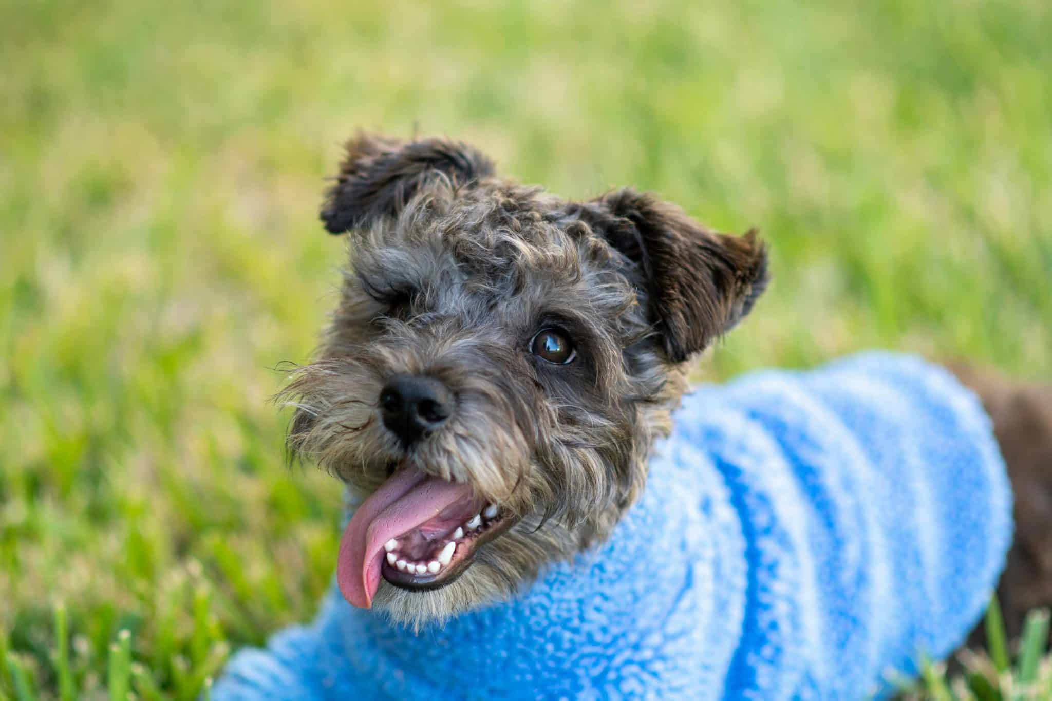 9 Reasons Your Dog Is Weirdly Obsessed with Your Socks - iHeartDogs.com