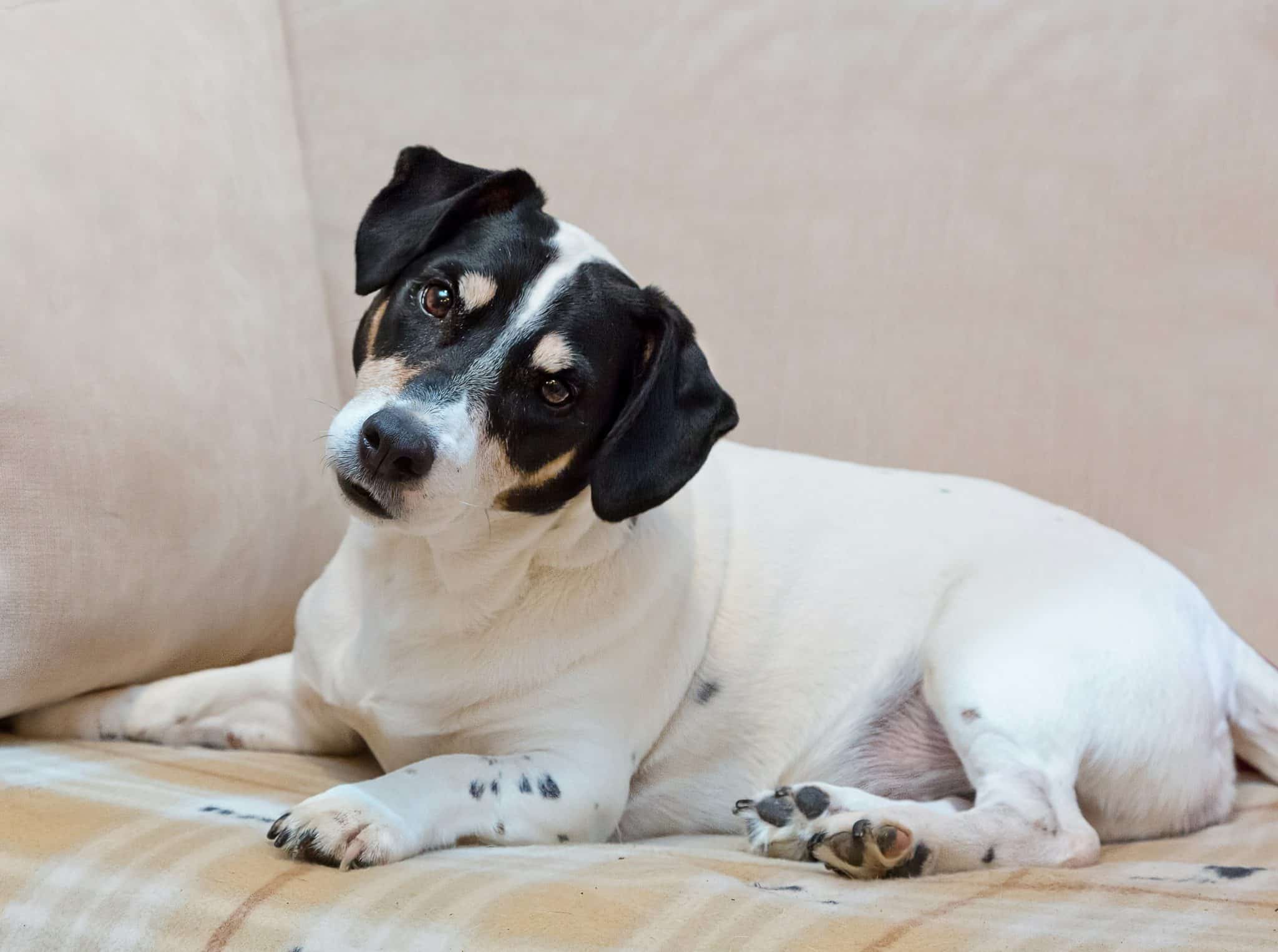 15 Ultimate 'Hilarious' Things Dogs Do That Only True Dog Lovers ...