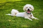 The 12 Sweetest Dog Breeds That Will Steal Your Heart - iHeartDogs.com