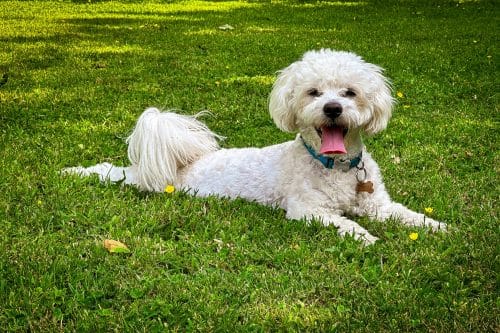The 12 Sweetest Dog Breeds That Will Steal Your Heart - iHeartDogs.com