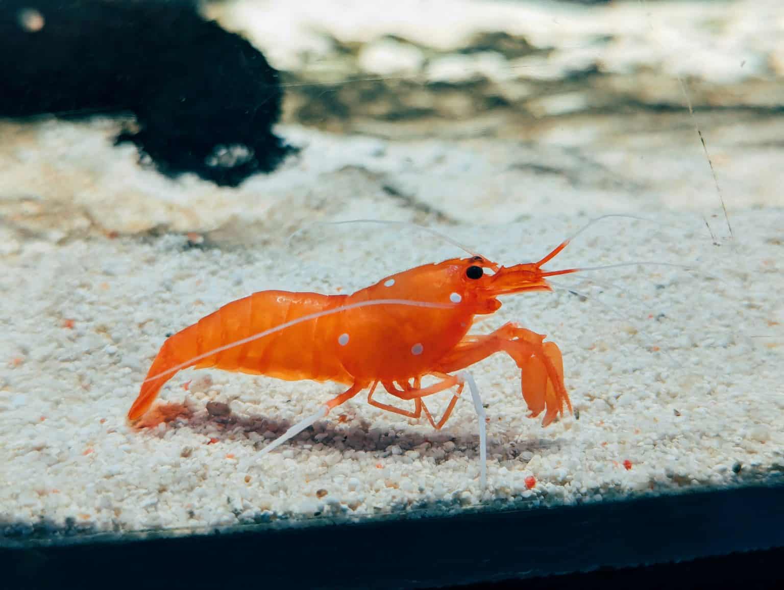11 Ingenious Animals That Prove Nature’s Creativity Knows No Limits ...