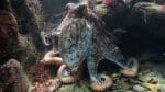 13 Real Animals That Inspired Legendary Myths