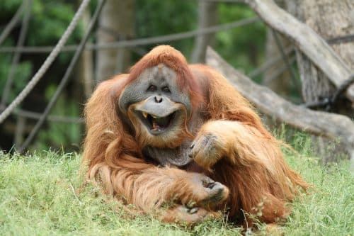 13 Animals That Act So Human It’s Uncanny - iHeartDogs.com