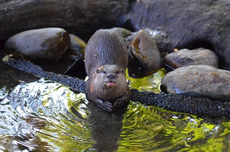 13 Animals That Use Tools In Ways You’ll Find Astonishing - iHeartDogs.com