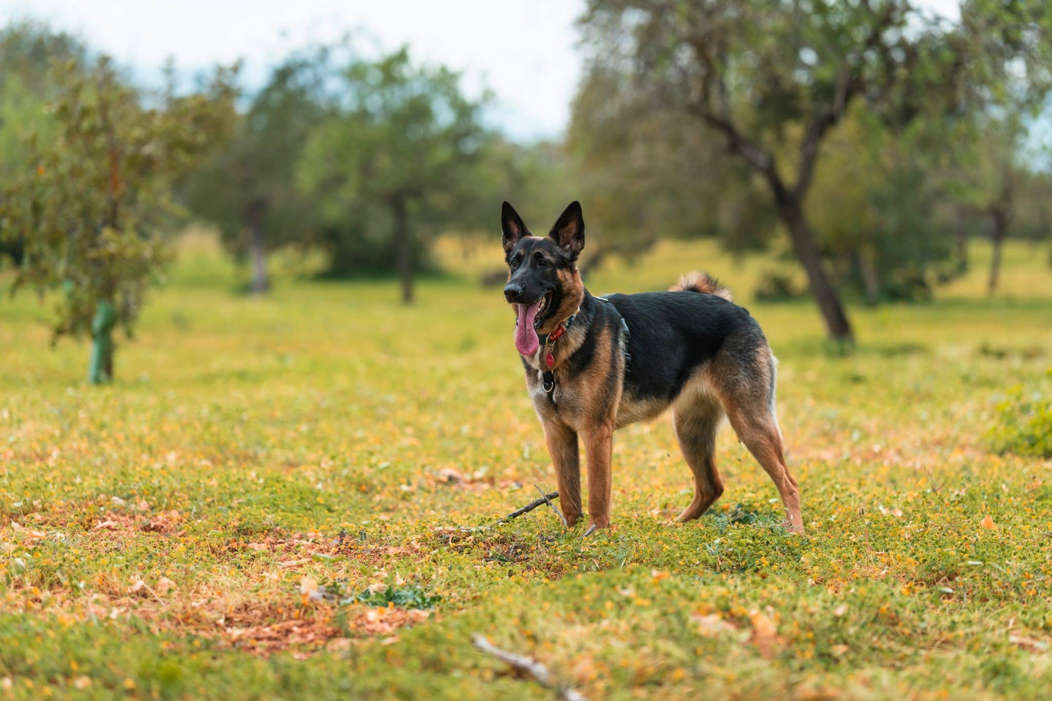 15 Dog Breeds That Are the Most Loyal and Attentive Listeners ...