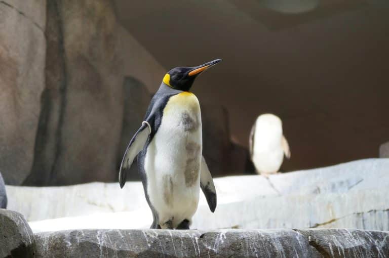 9 Fascinating Animals That Survive For Months Without Eating ...