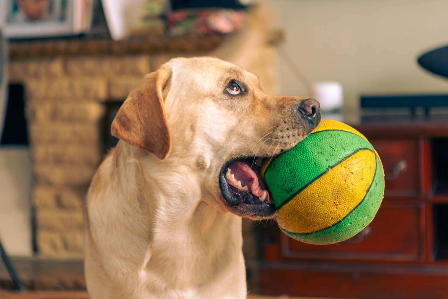 11 Creative And Fun Ways to Keep Your Dog Entertained Indoors ...