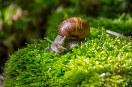 9 Fascinating Animals That Survive For Months Without Eating ...