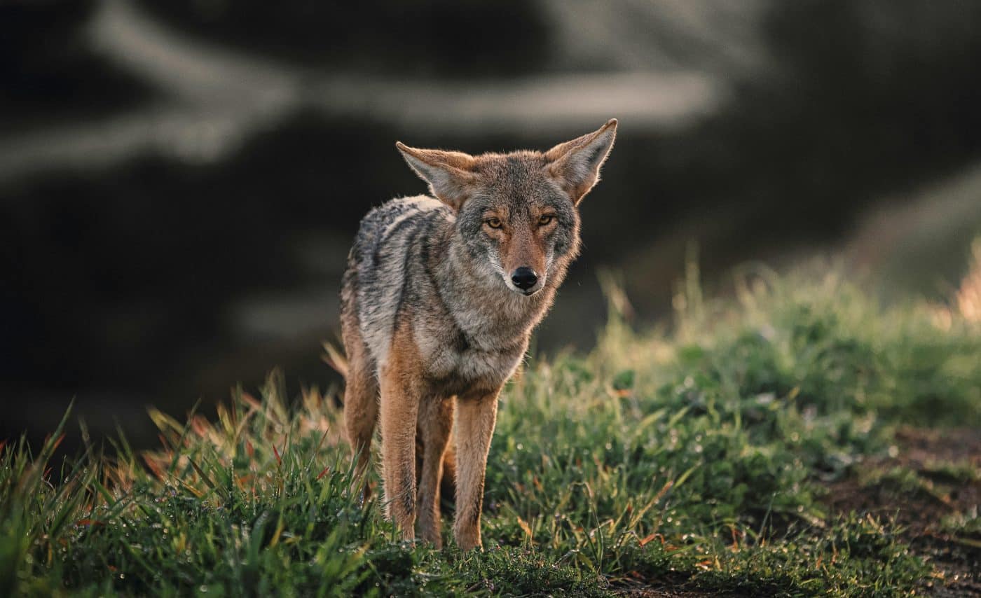 13 Real Animals That Inspired Legendary Myths - iHeartDogs.com