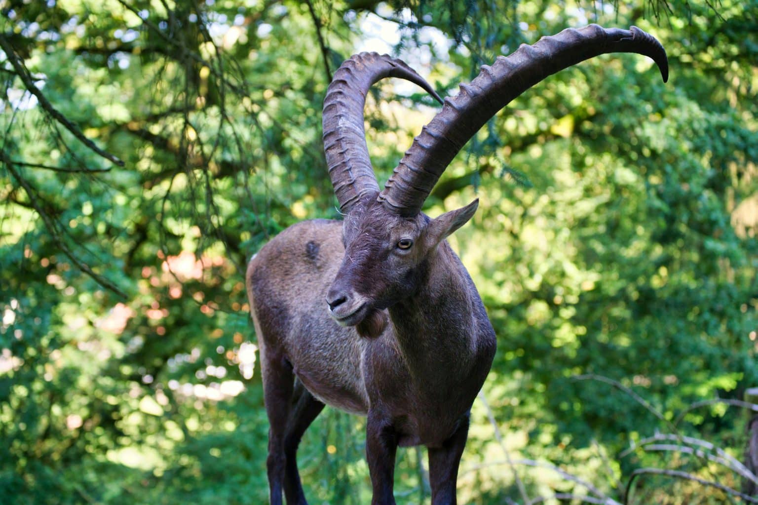 9 Fascinating Animals That Survive For Months Without Eating ...