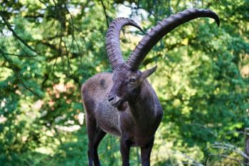 9 Fascinating Animals That Survive For Months Without Eating ...