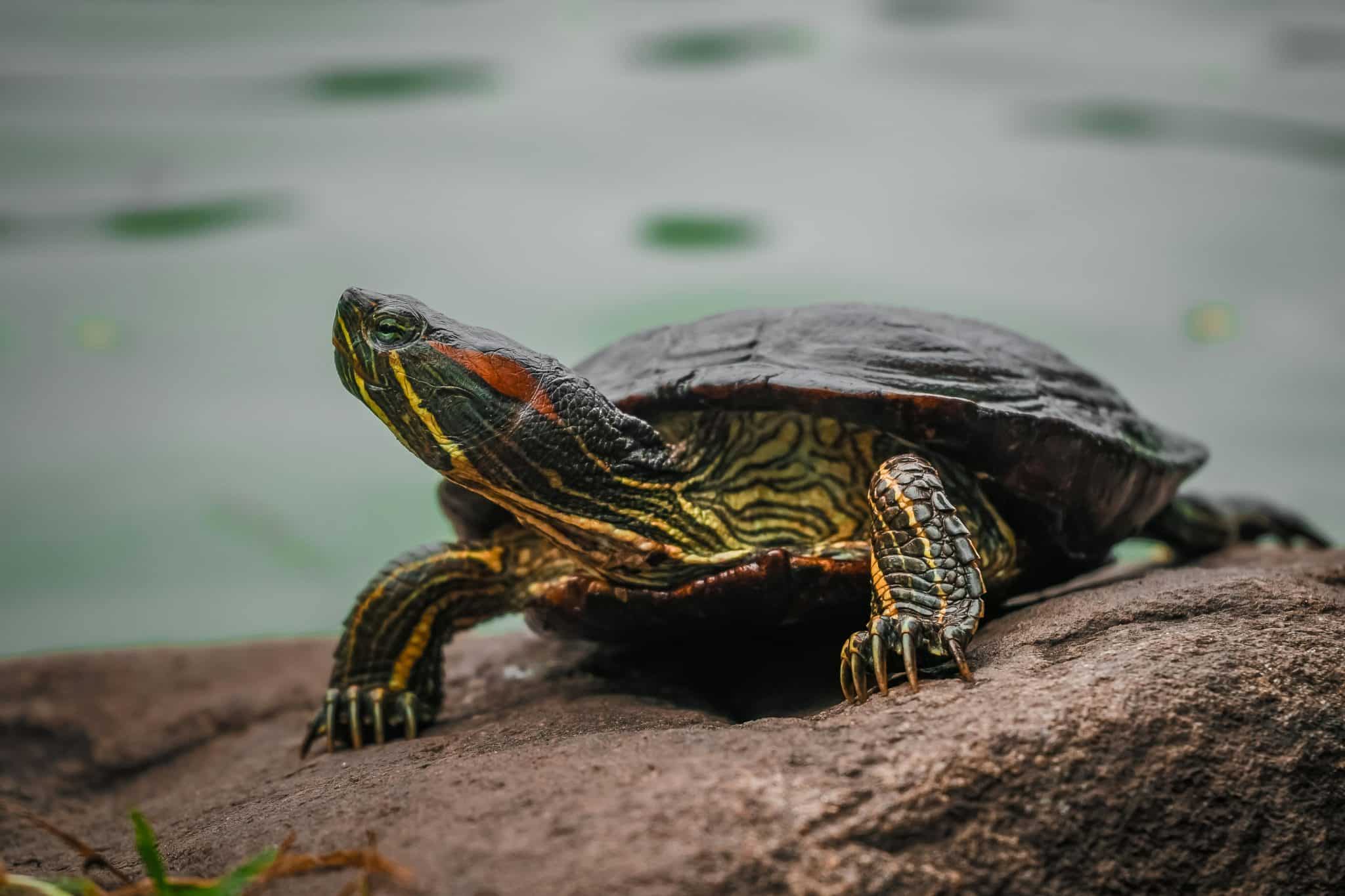20 Most Colorful Reptiles in the World 2026 (With Care Difficulty ...
