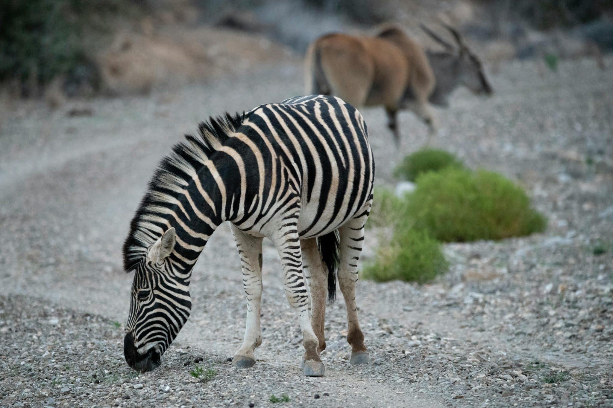 13 Jaw-Dropping Animals With Stunning Patterns You’ll Fall In Love With ...