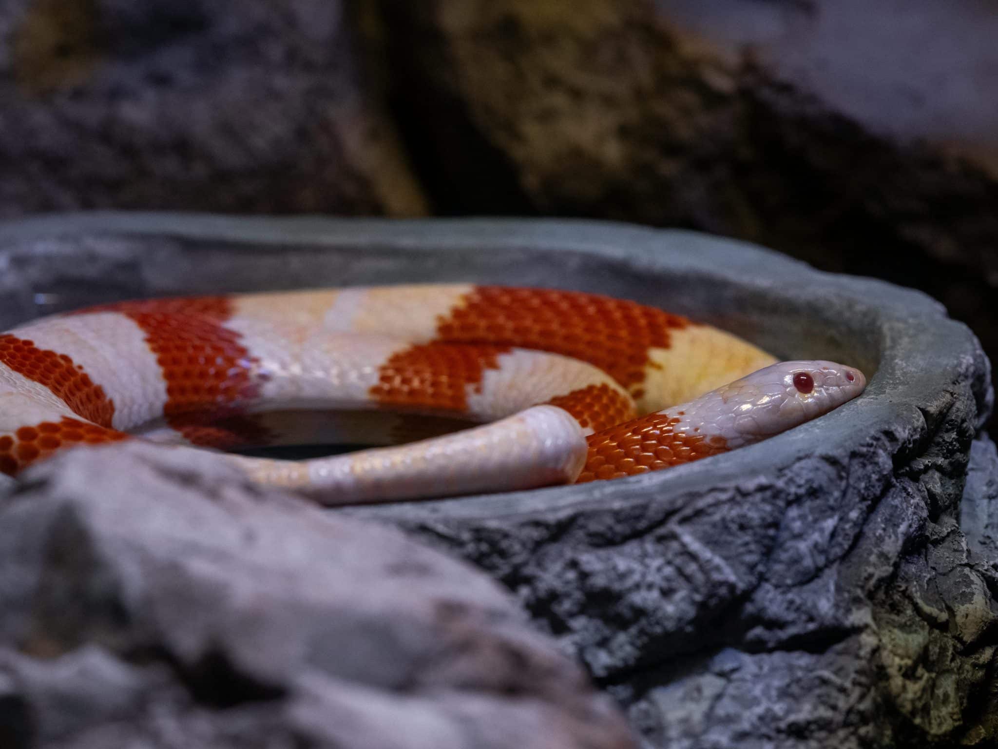 20 Most Colorful Reptiles in the World 2026 (With Care Difficulty ...