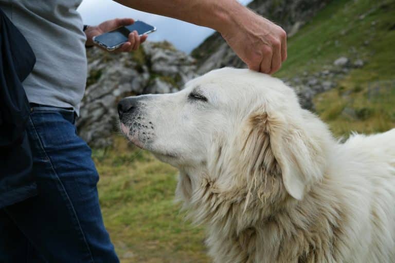 11 Unforgettable Rescue Dog Stories That Prove Love Changes Everything ...