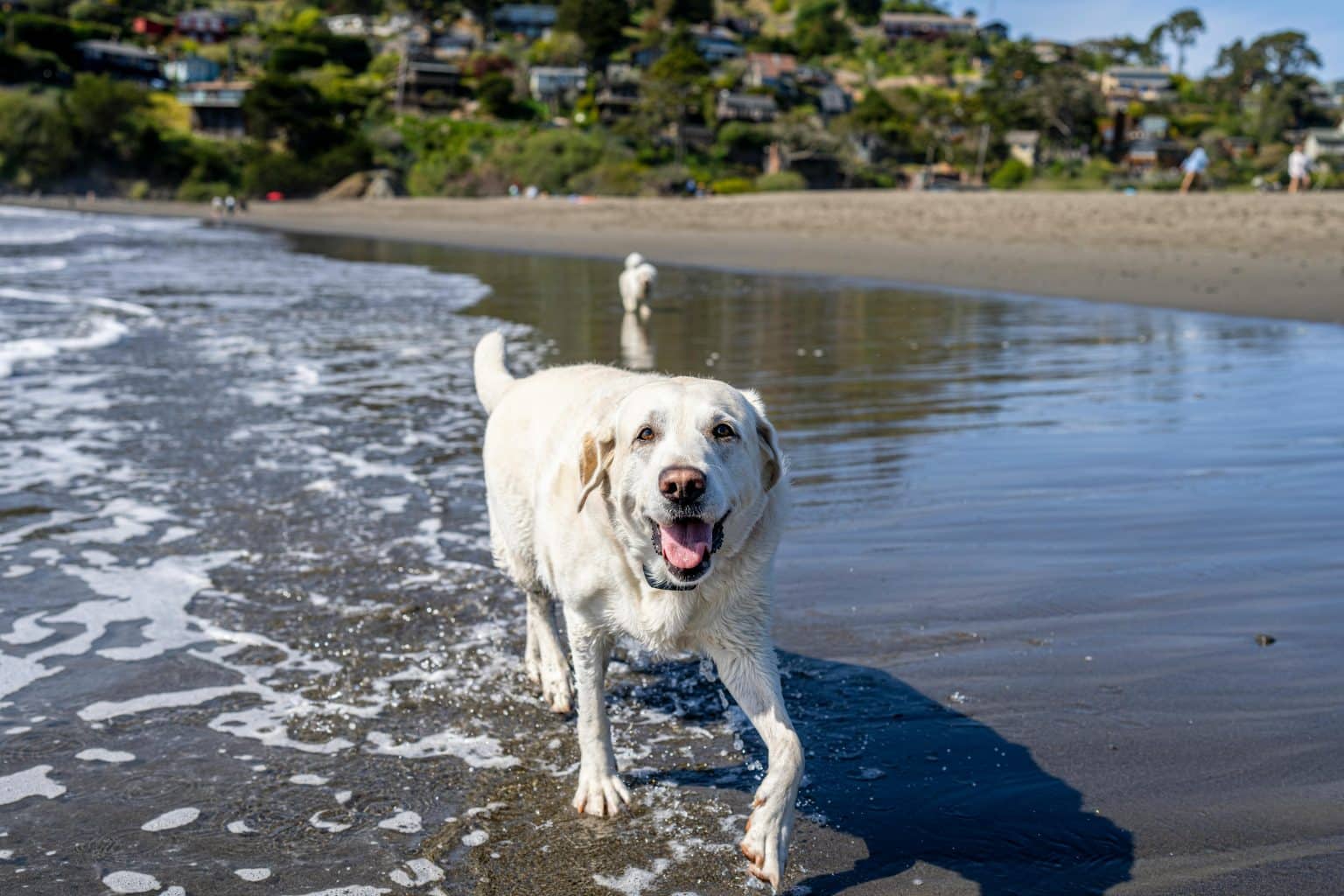 15 Dog Breeds That Prove Splashing In Water Is The Best Thing Ever ...