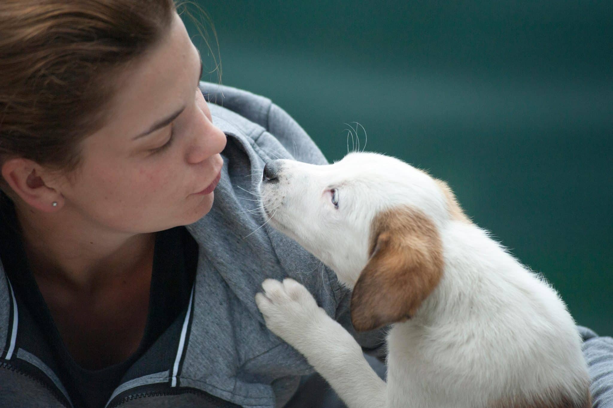 19 Ways Your Dog Says “Thank You” In Their Own Special Way - iHeartDogs.com