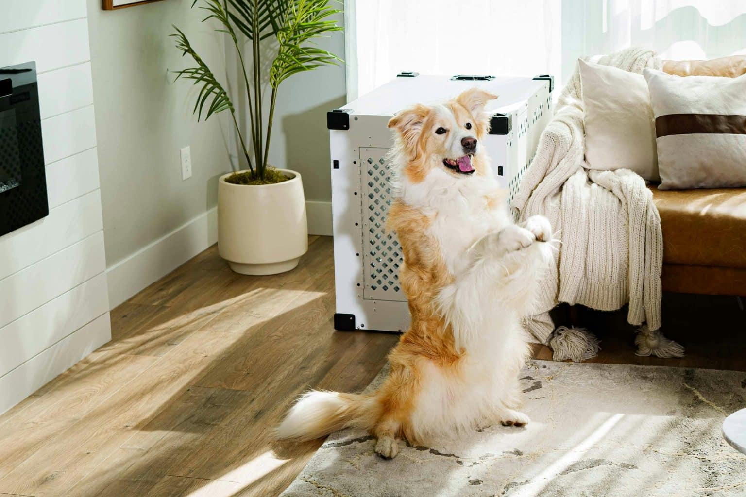 15 Beautiful Reasons The Bond Between Humans And Dogs Is Unique ...