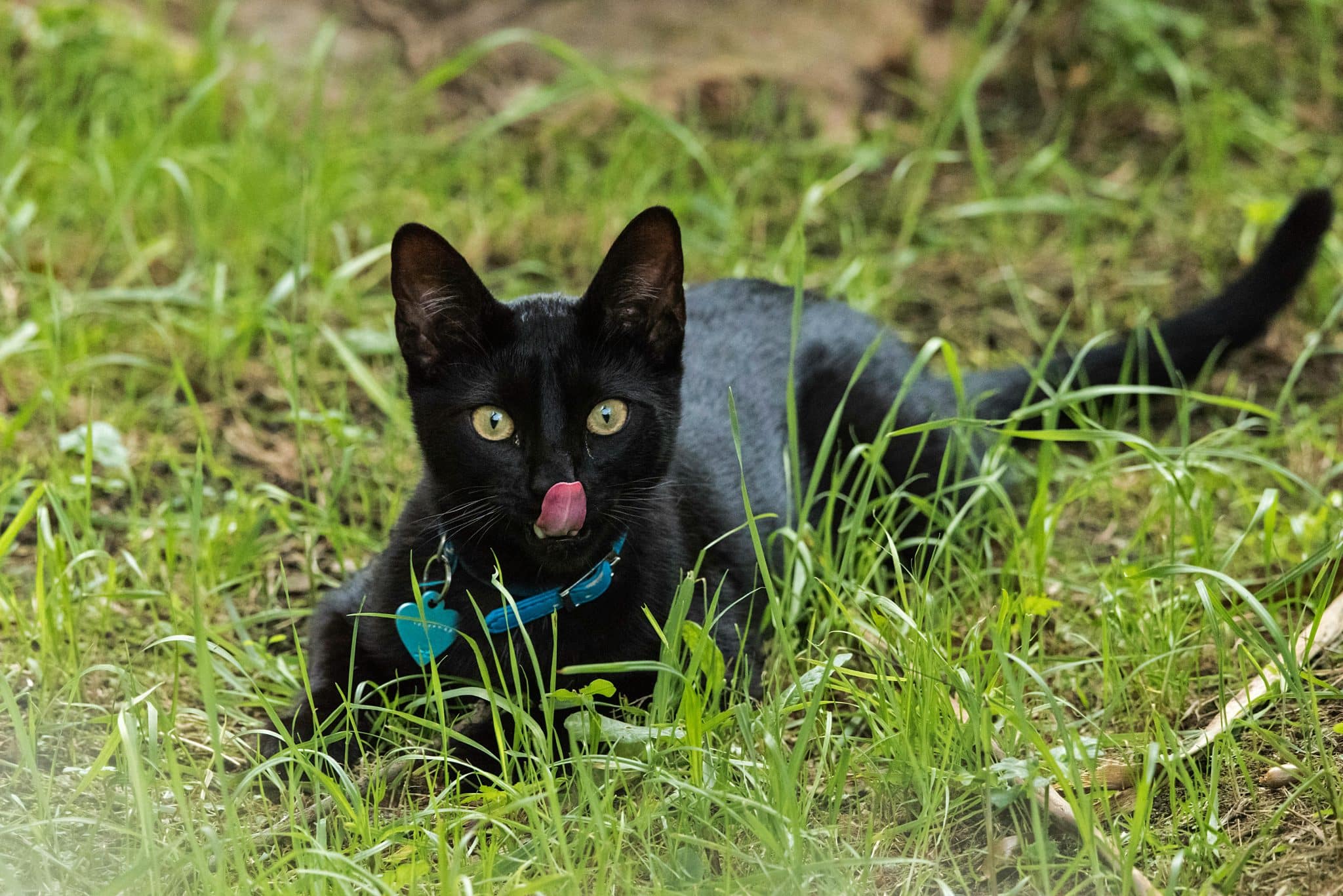 13 Heroic Animals That Saved Human Lives In Unbelievable Ways ...