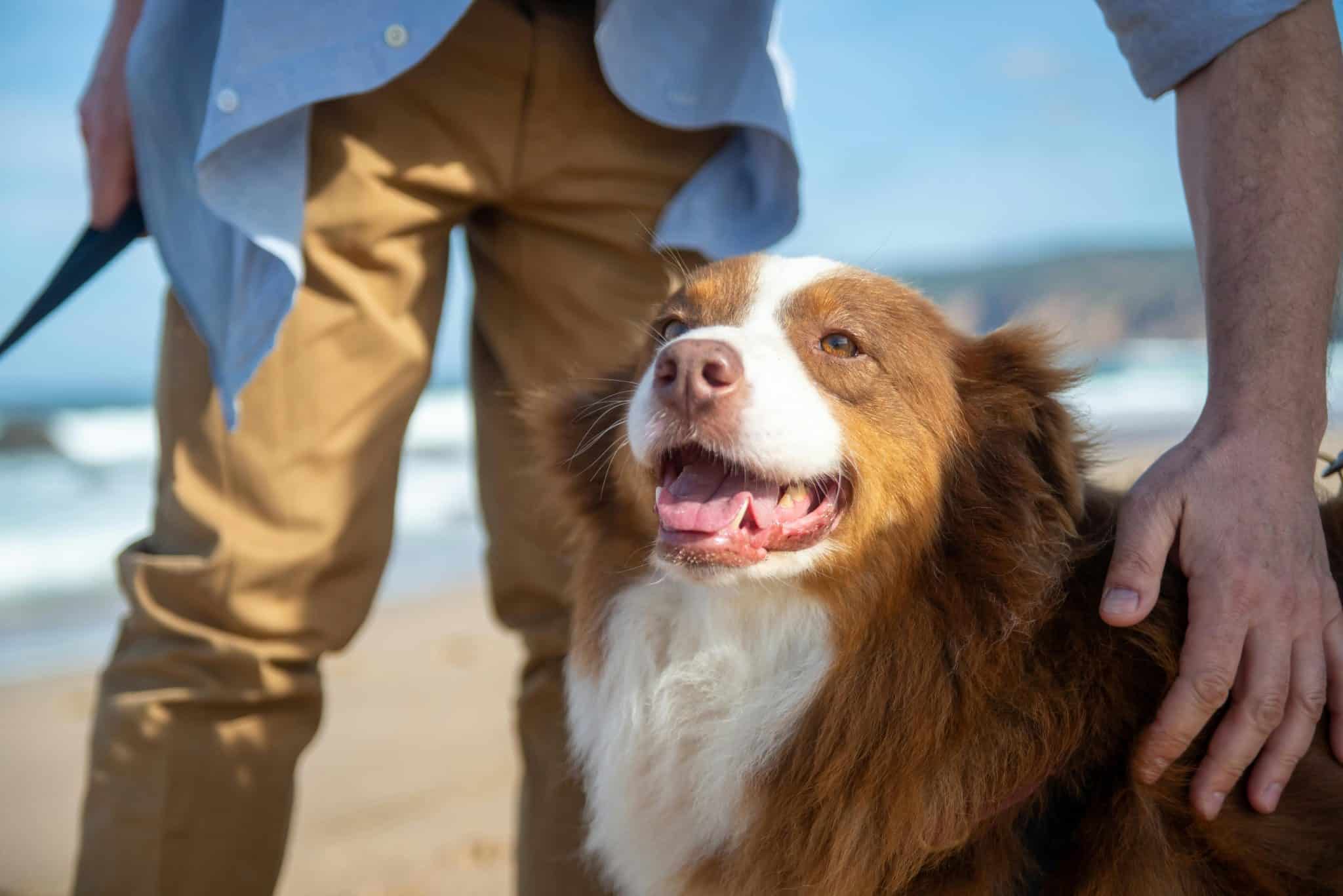 12 Dog Breeds That Love Their Humans More Than Life Itself - iHeartDogs.com