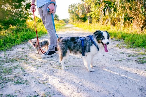 15 Family-Friendly Dog Breeds That Bond With Everyone They Meet ...