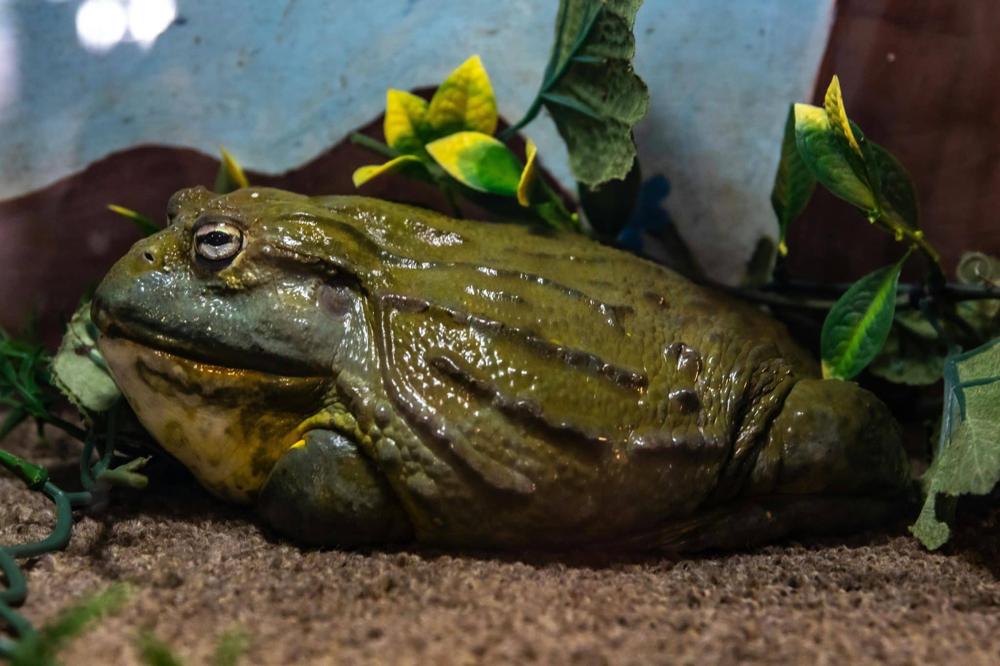 9 Fascinating Animals That Survive For Months Without Eating ...