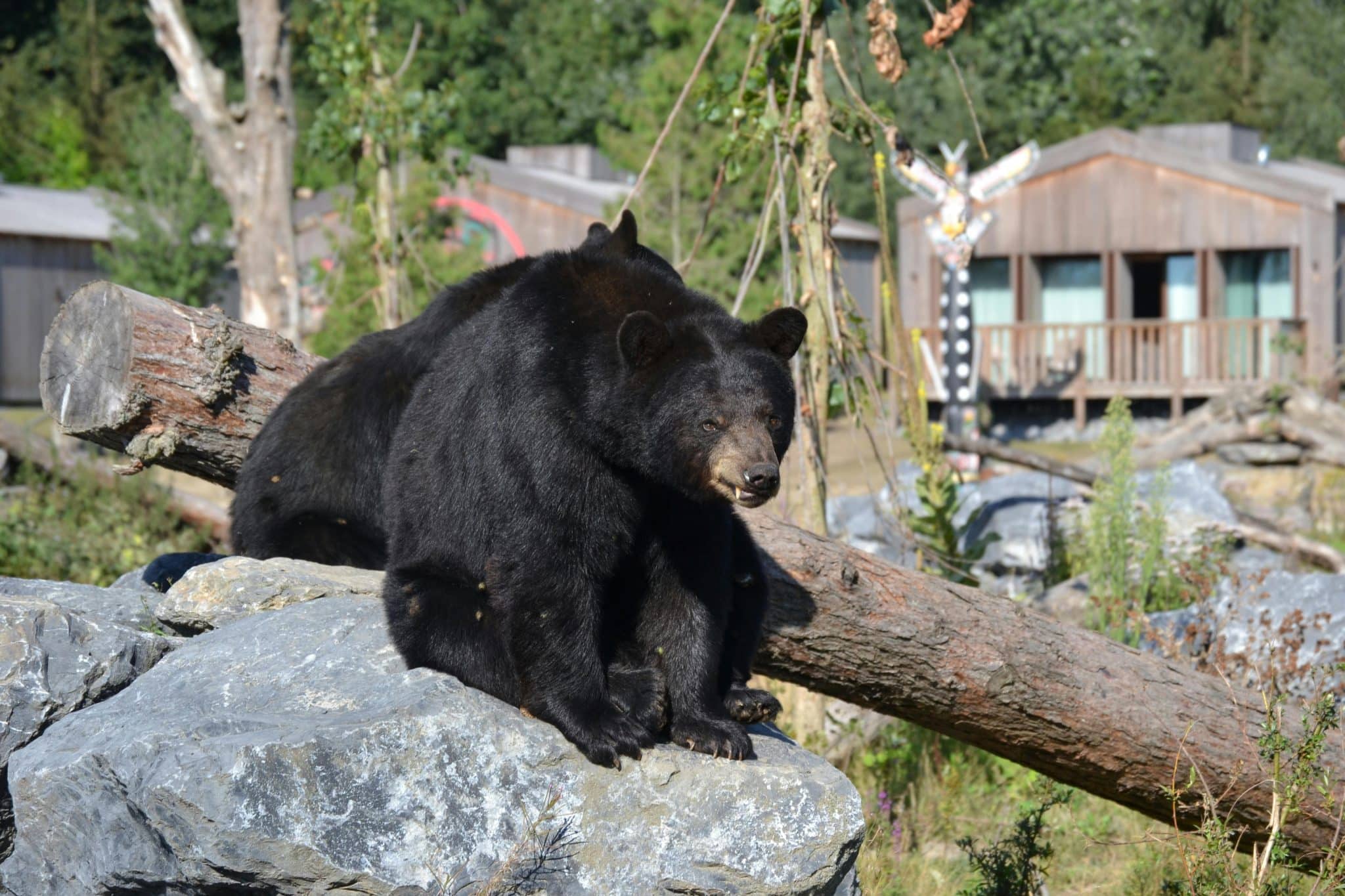 9 Fascinating Animals That Survive For Months Without Eating ...
