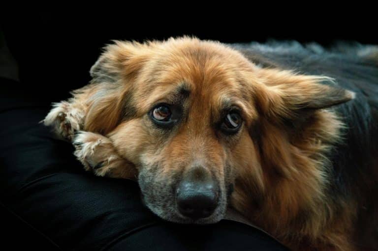 15 Ultimate 'Hilarious' Things Dogs Do That Only True Dog Lovers ...