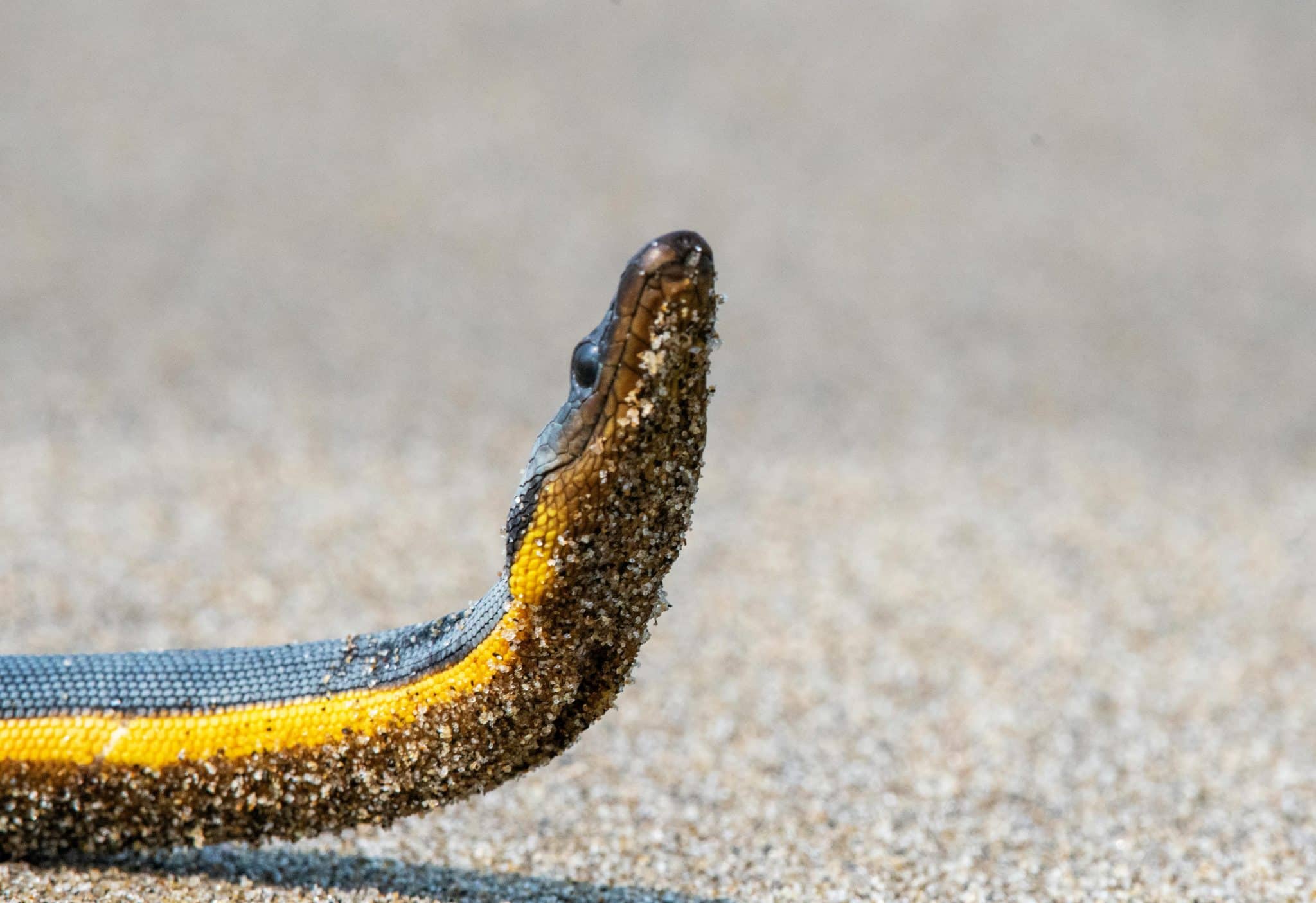 9 Fascinating Animals That Survive For Months Without Eating ...
