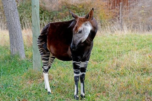13 Jaw-Dropping Animals With Stunning Patterns You’ll Fall In Love With ...