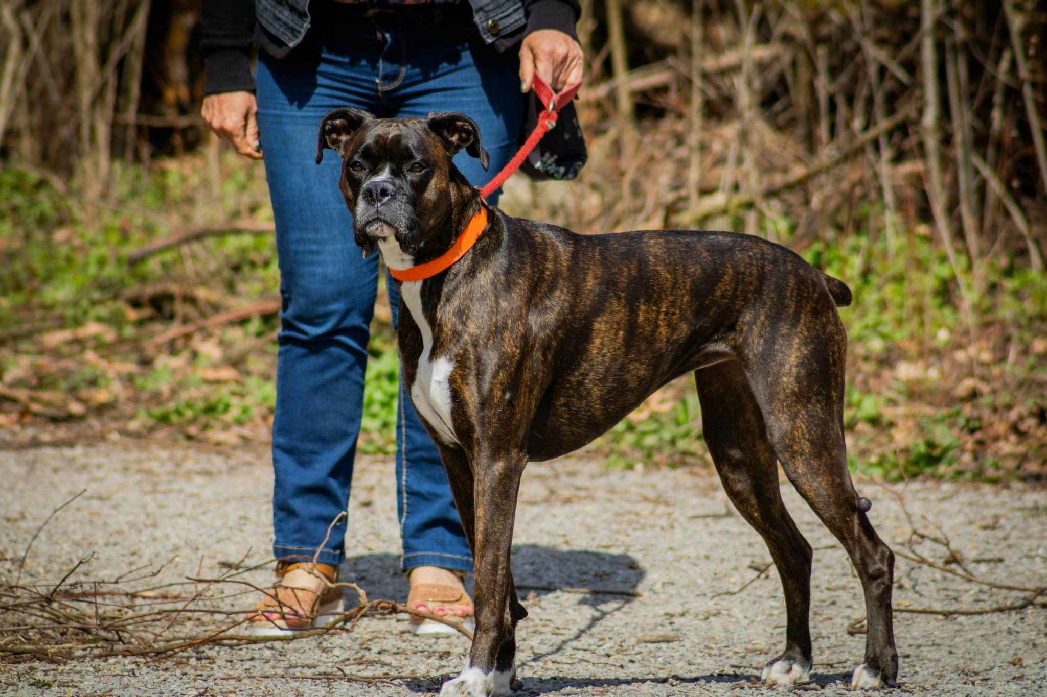 21 Loyal Dog Breeds That Stay By Your Side Through Anything ...