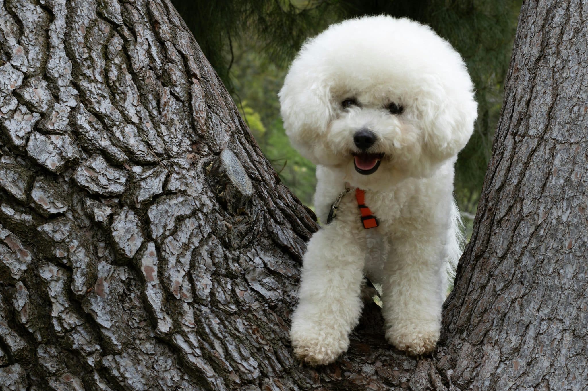 15 Family-Friendly Dog Breeds That Bond With Everyone They Meet ...