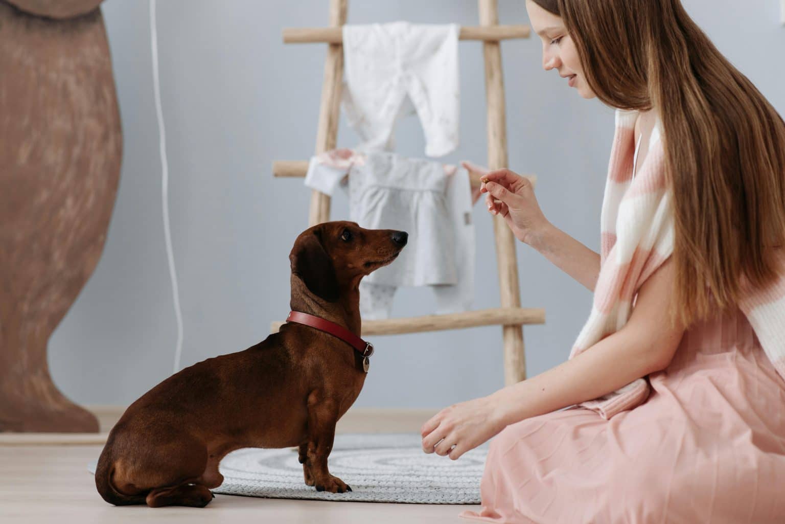 11 Creative And Fun Ways to Keep Your Dog Entertained Indoors ...