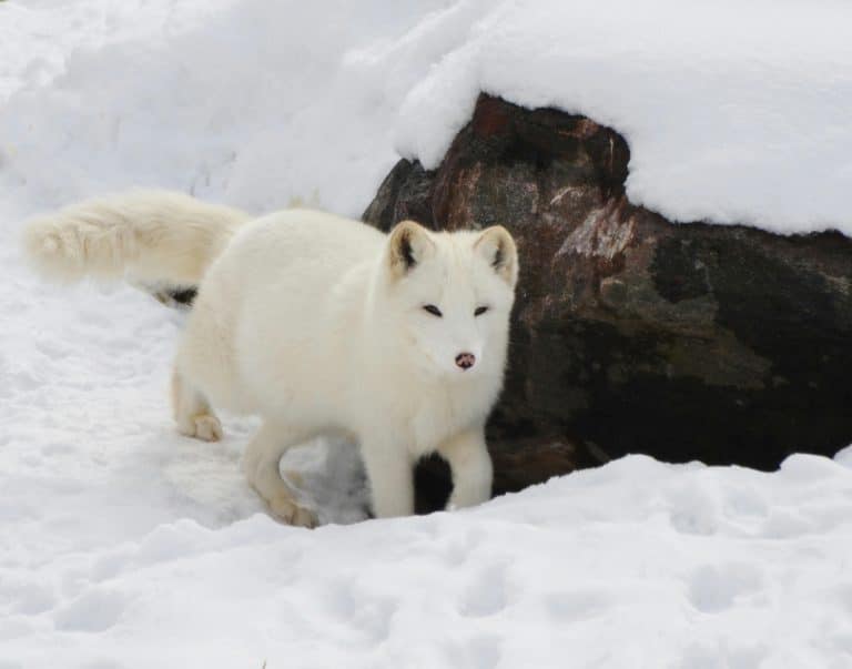 9 Fascinating Animals That Survive For Months Without Eating ...