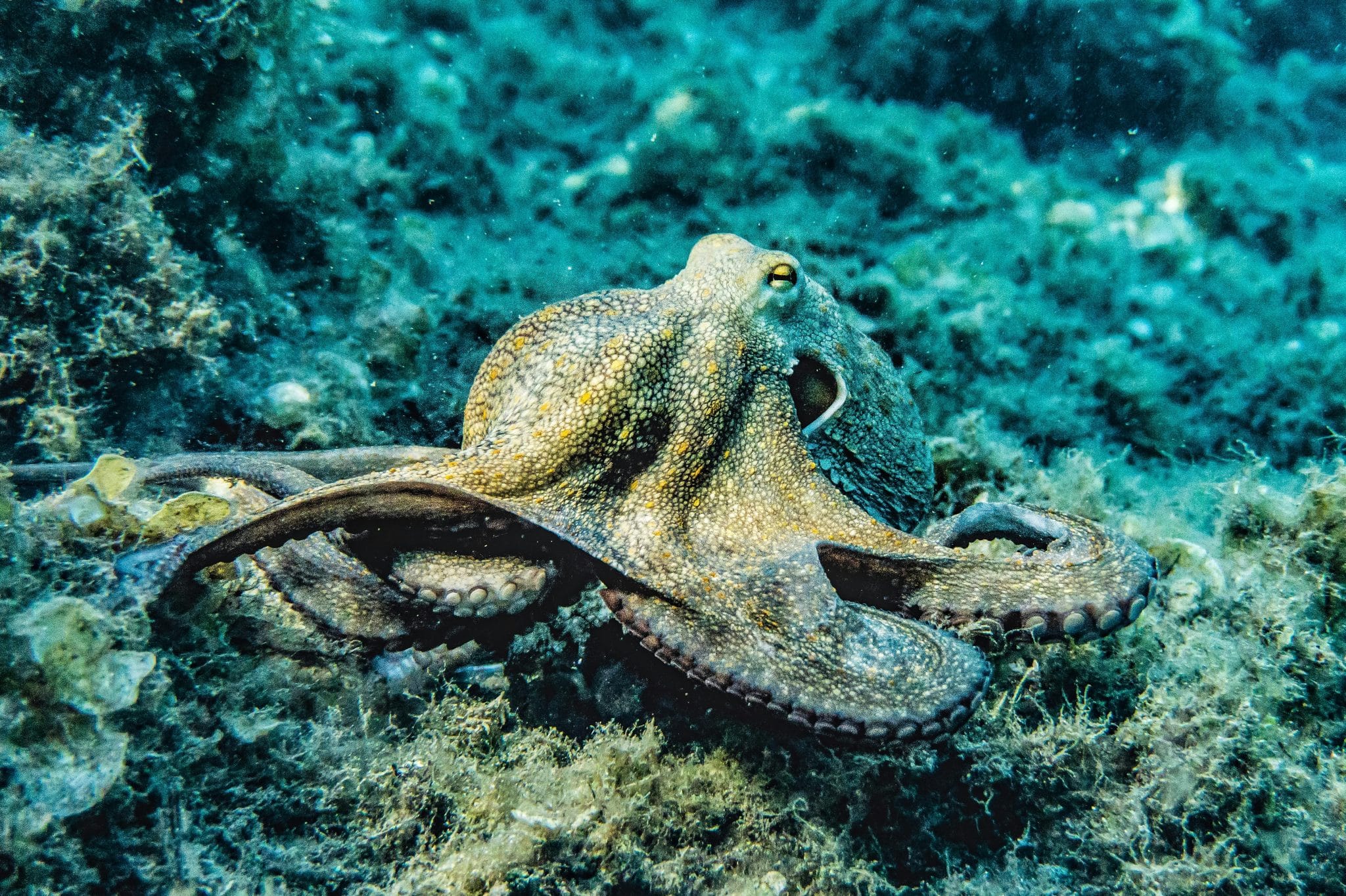 13 Animals That Are Real-Life Shape-Shifters - iHeartDogs.com