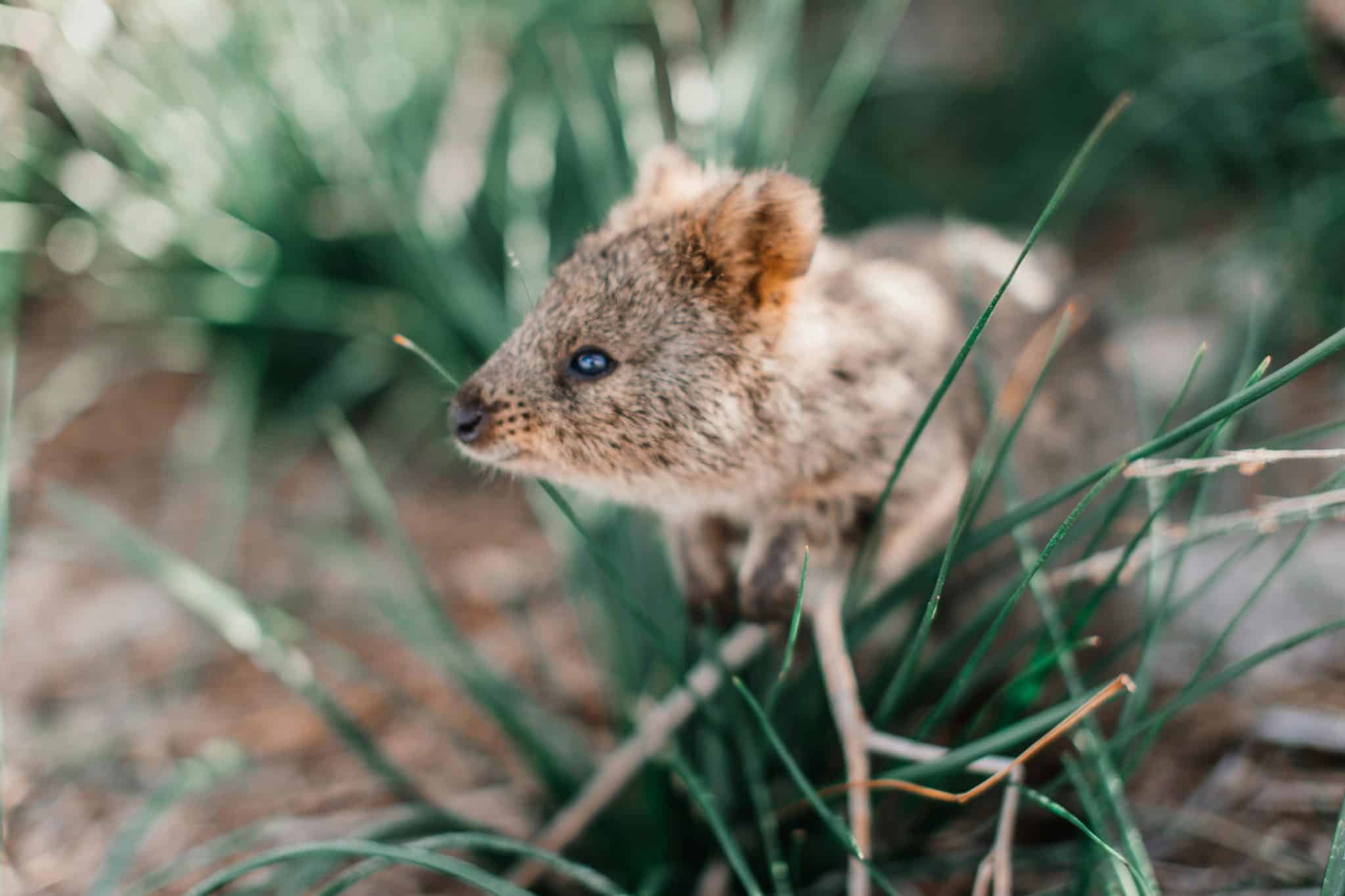 13 Adorable But Obscure Animals You’ve Never Heard Of - iHeartDogs.com