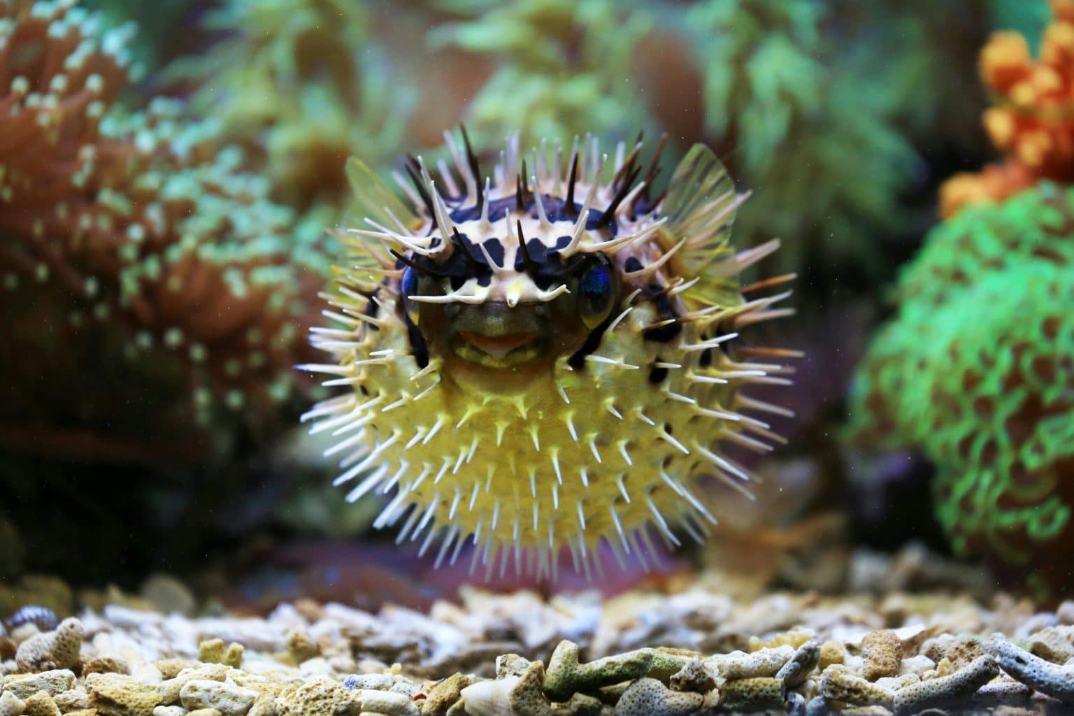 11 Ingenious Animals That Prove Nature’s Creativity Knows No Limits ...